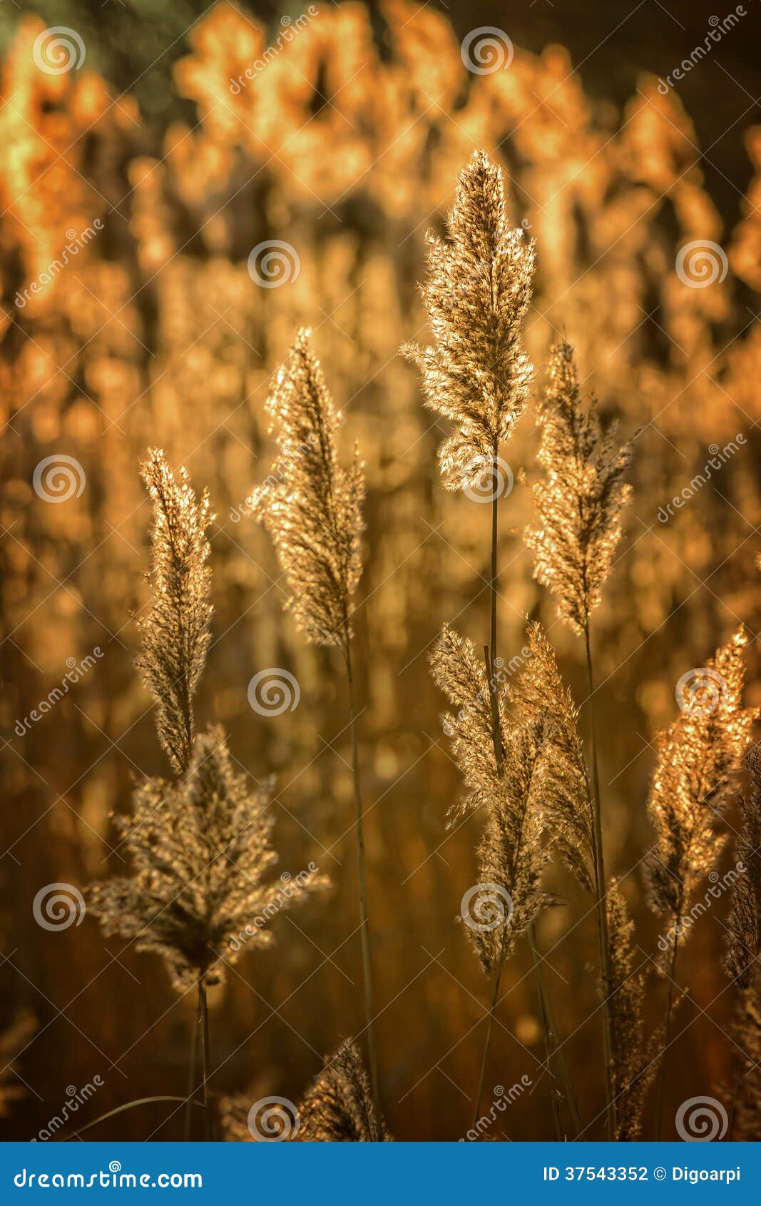 Reed stock photo. Image of sunrise, spreading, environment - 37543352