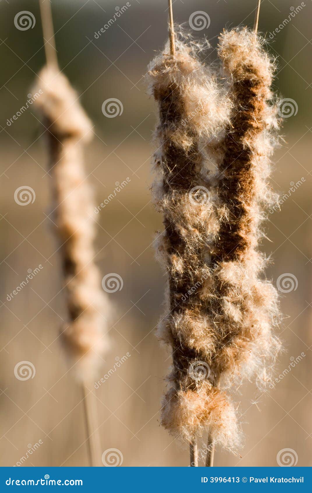 Reed stock image. Image of nature, stem, fall, black, white - 3996413