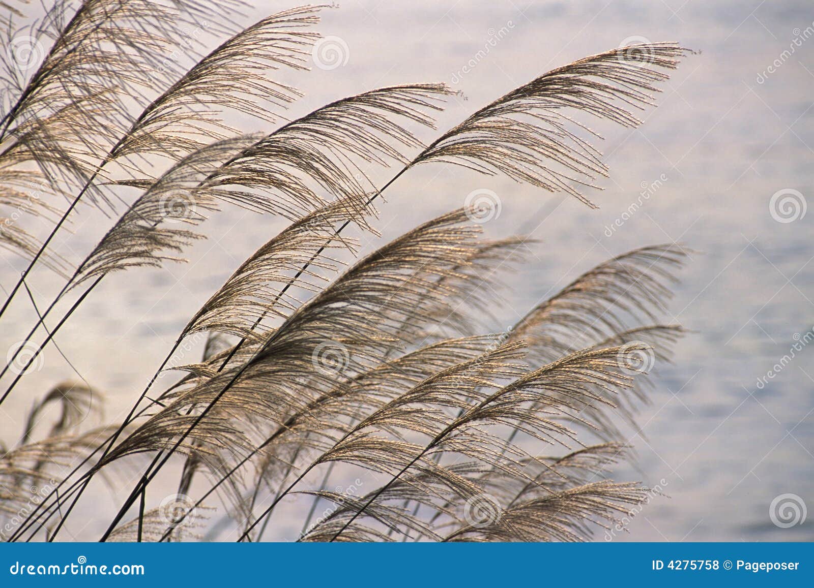 Reed stock photo. Image of soft, environment, rural, botanical - 4275758