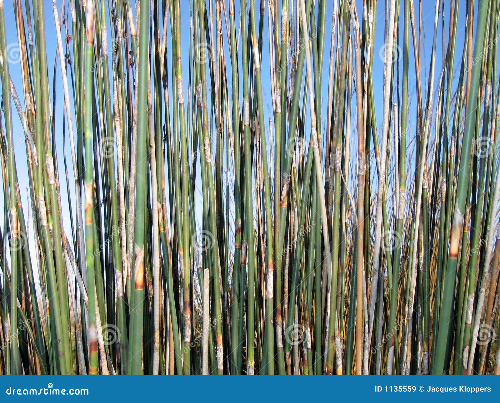Reed 5 stock image. Image of green, reed, brown, natural - 1135559