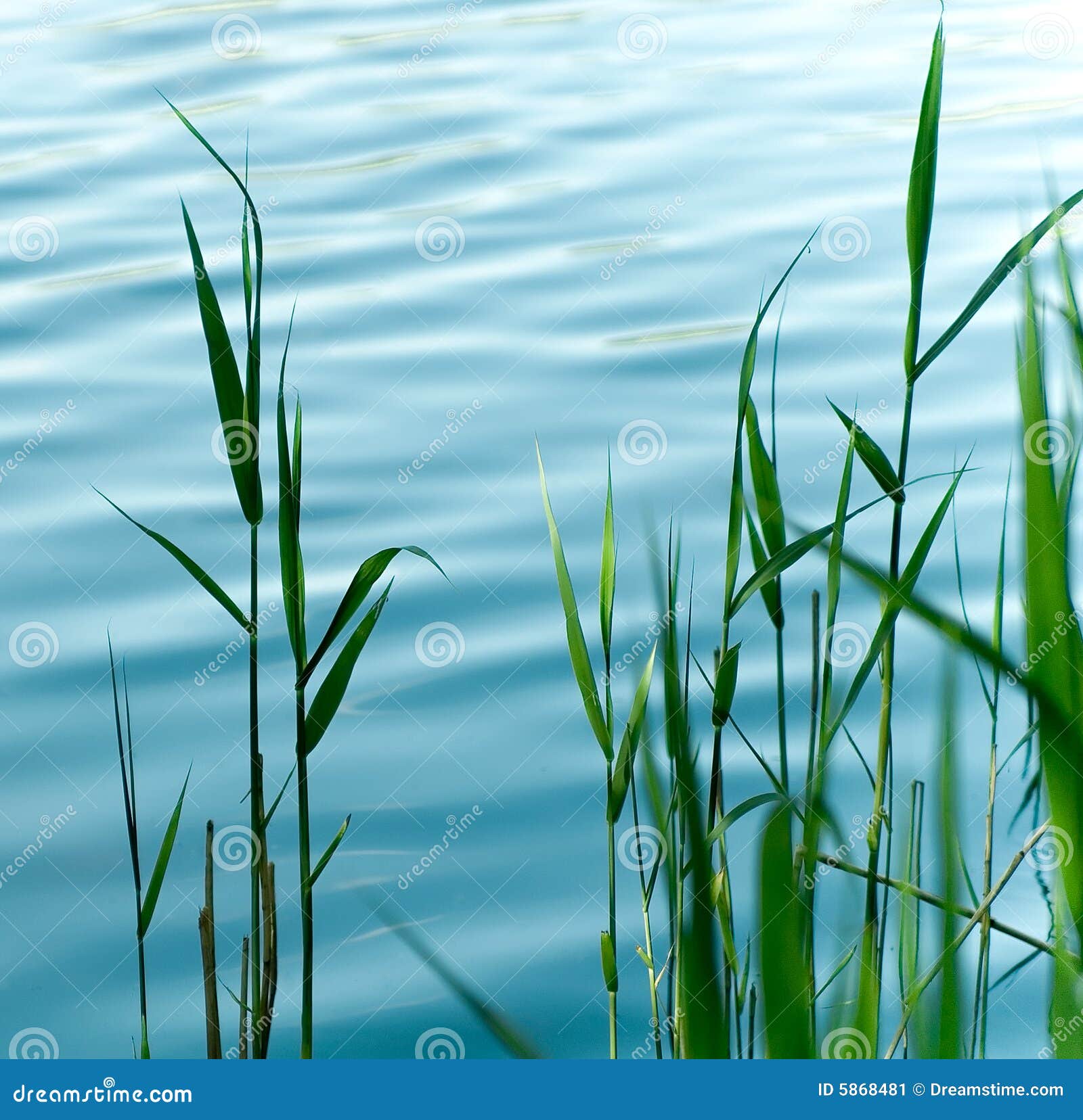 Reed stock image. Image of aquatic, country, flora, blue - 5868481
