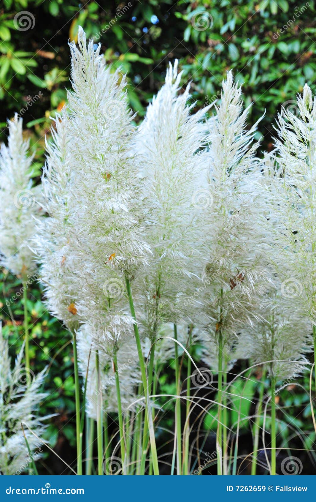 Reed stock image. Image of outdoor, landscape, vivid, background - 7262659