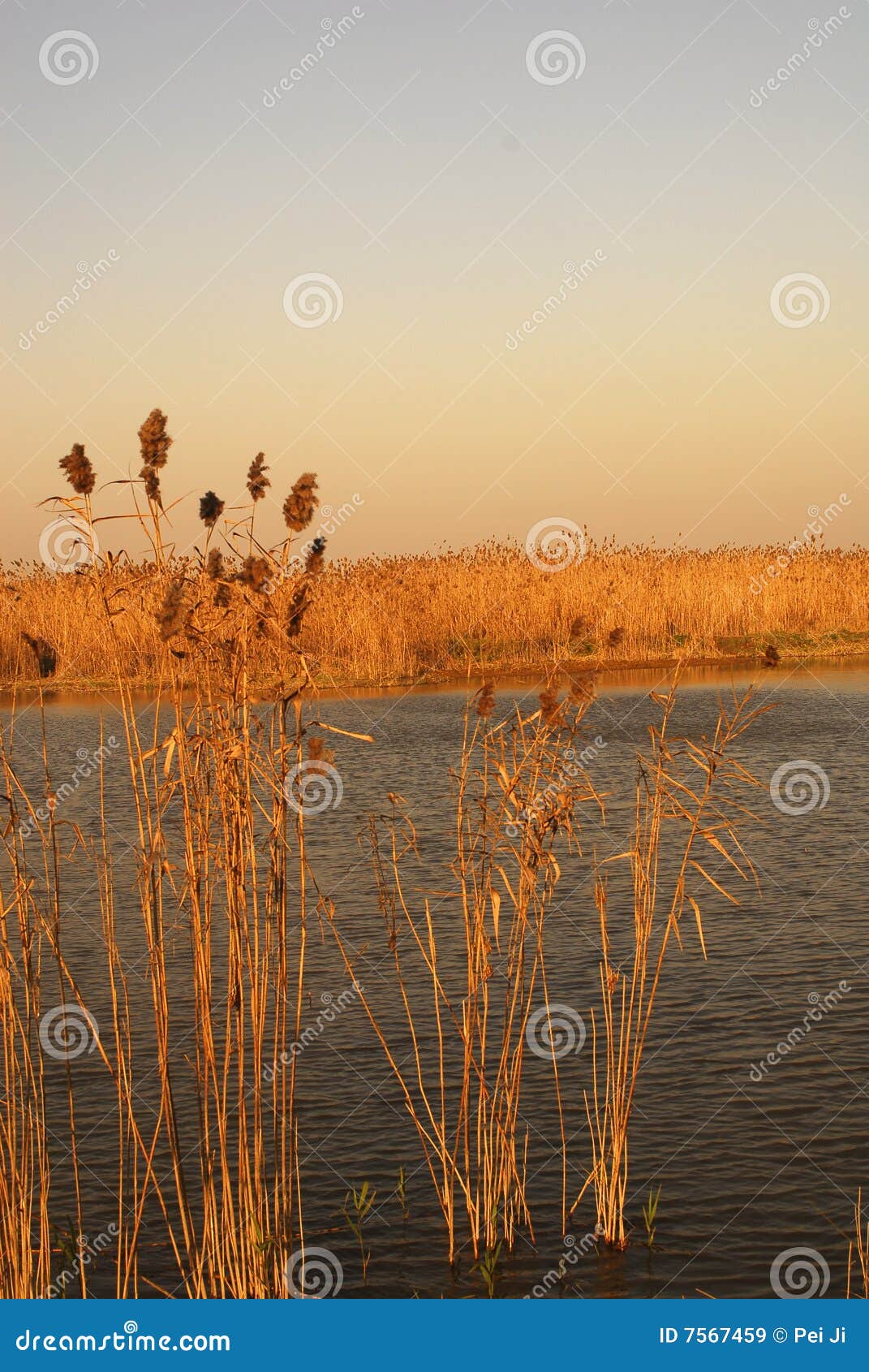 Reed stock image. Image of nature, plant, grass, foliage - 7567459