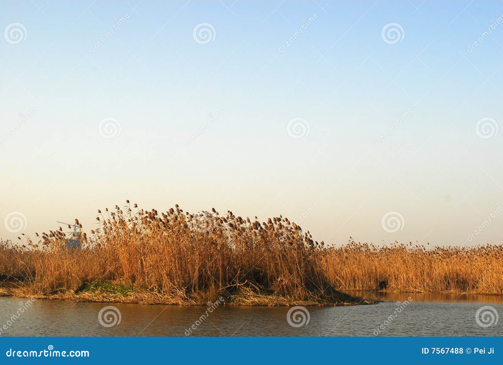 Reed stock photo. Image of marsh, ecoregion, foliage, grass - 7567488