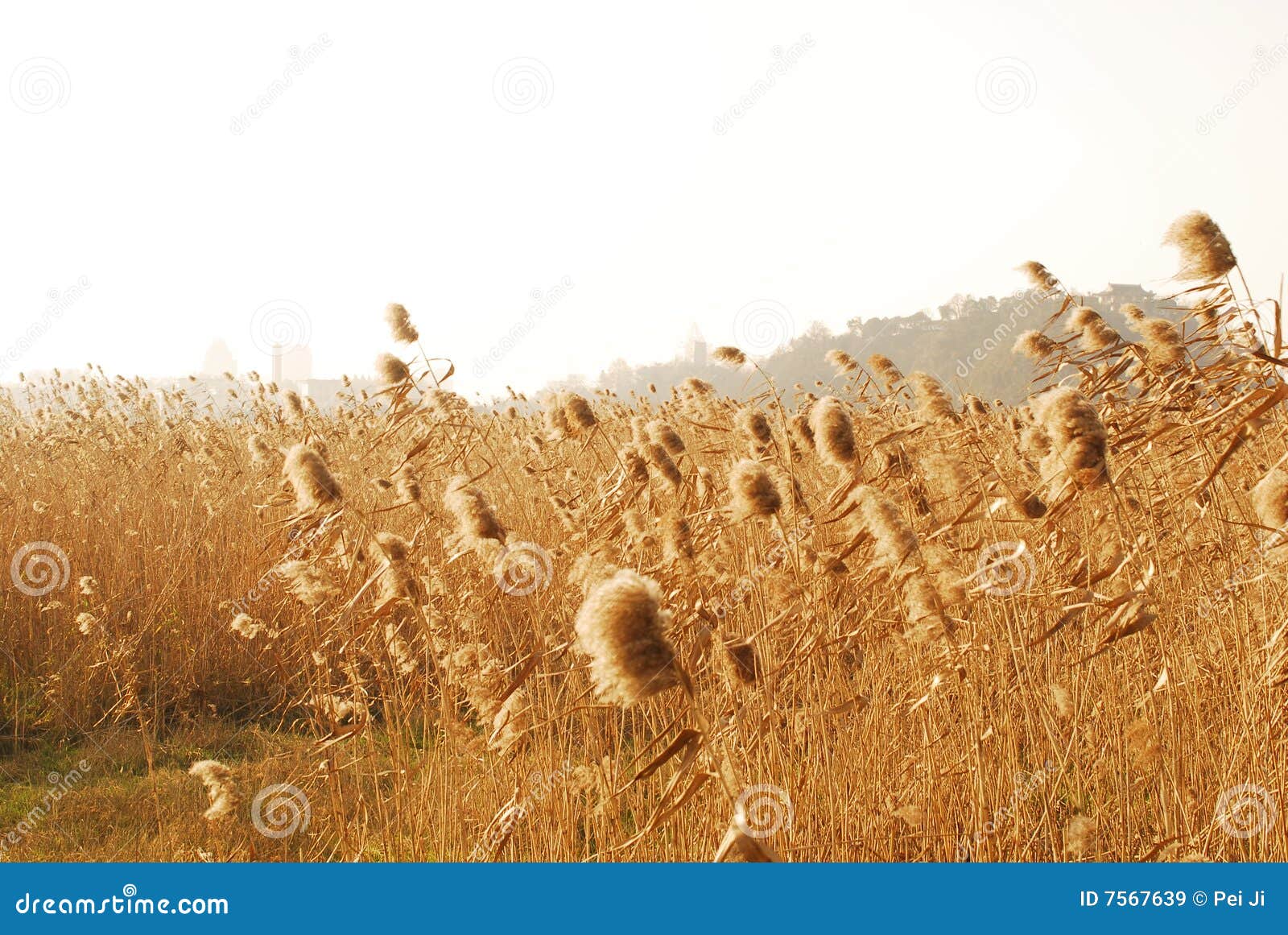 Reed stock image. Image of prairie, commodity, foliage - 7567639
