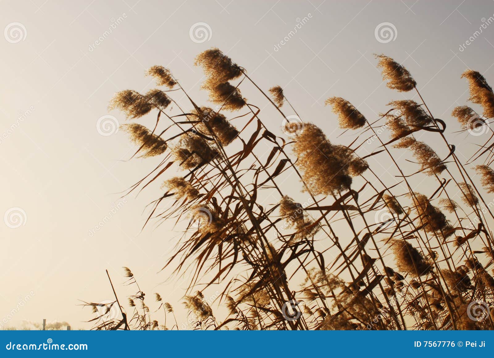 Reed stock photo. Image of nature, grasses, plant, plants - 7567776