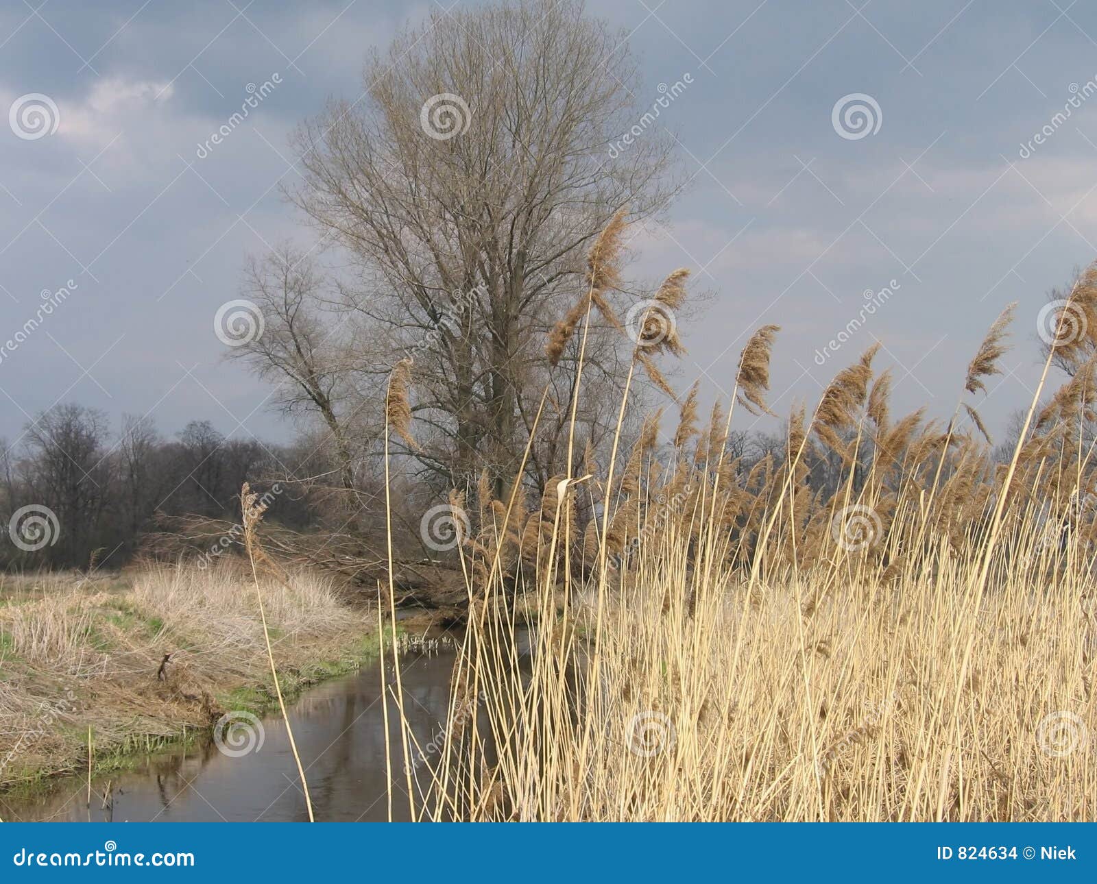 Reed stock photo. Image of natural, bird, lake, forest - 824634