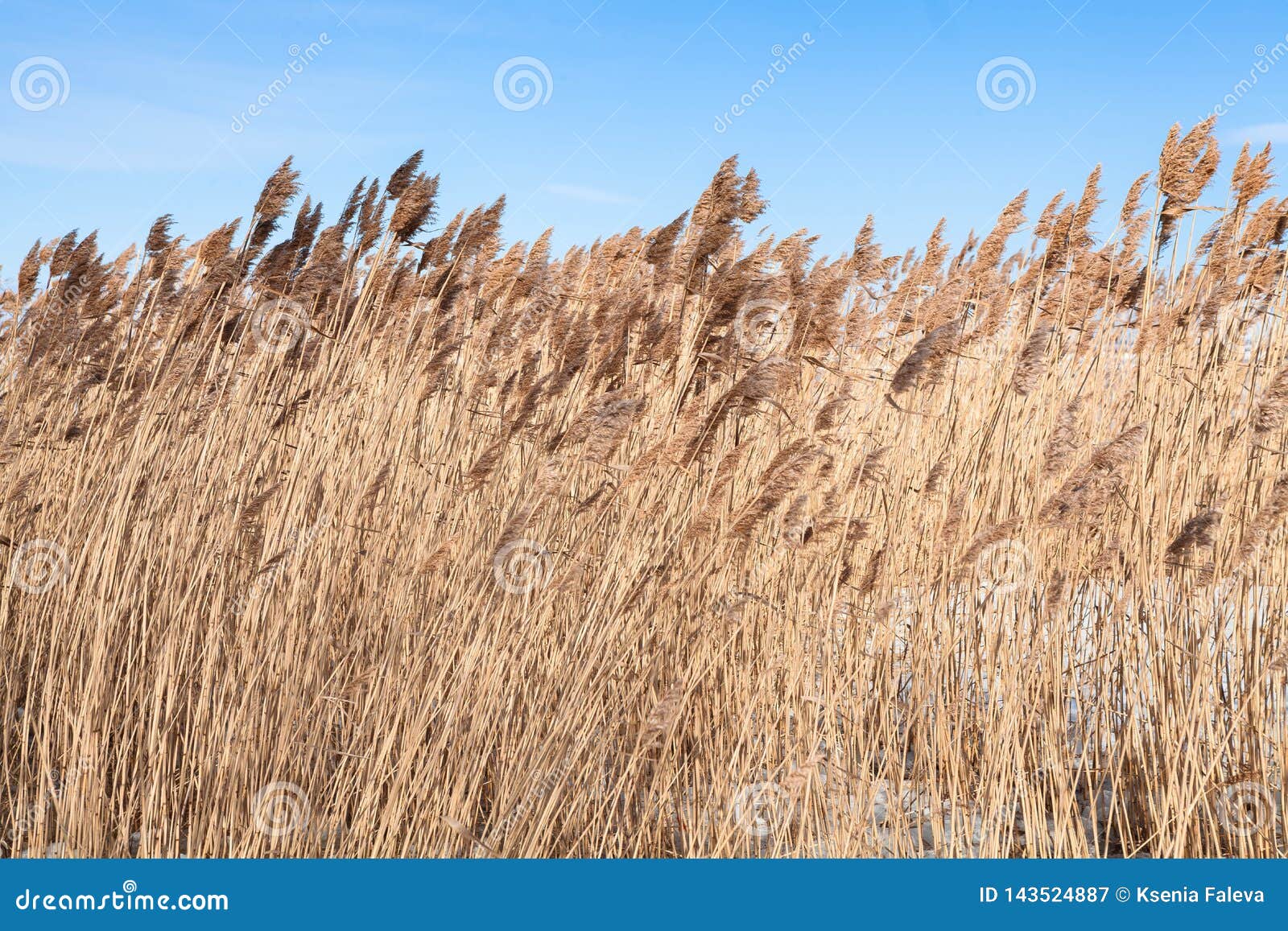Reed Against the Blue Sky, Dry Reed Stock Image - Image of landscape ...