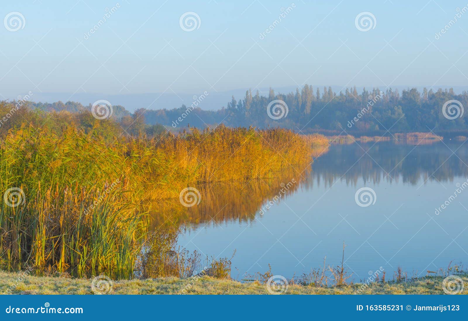 Reed Along the Edge of a Lake in Sunlight at Sunrise in Autumn Stock ...