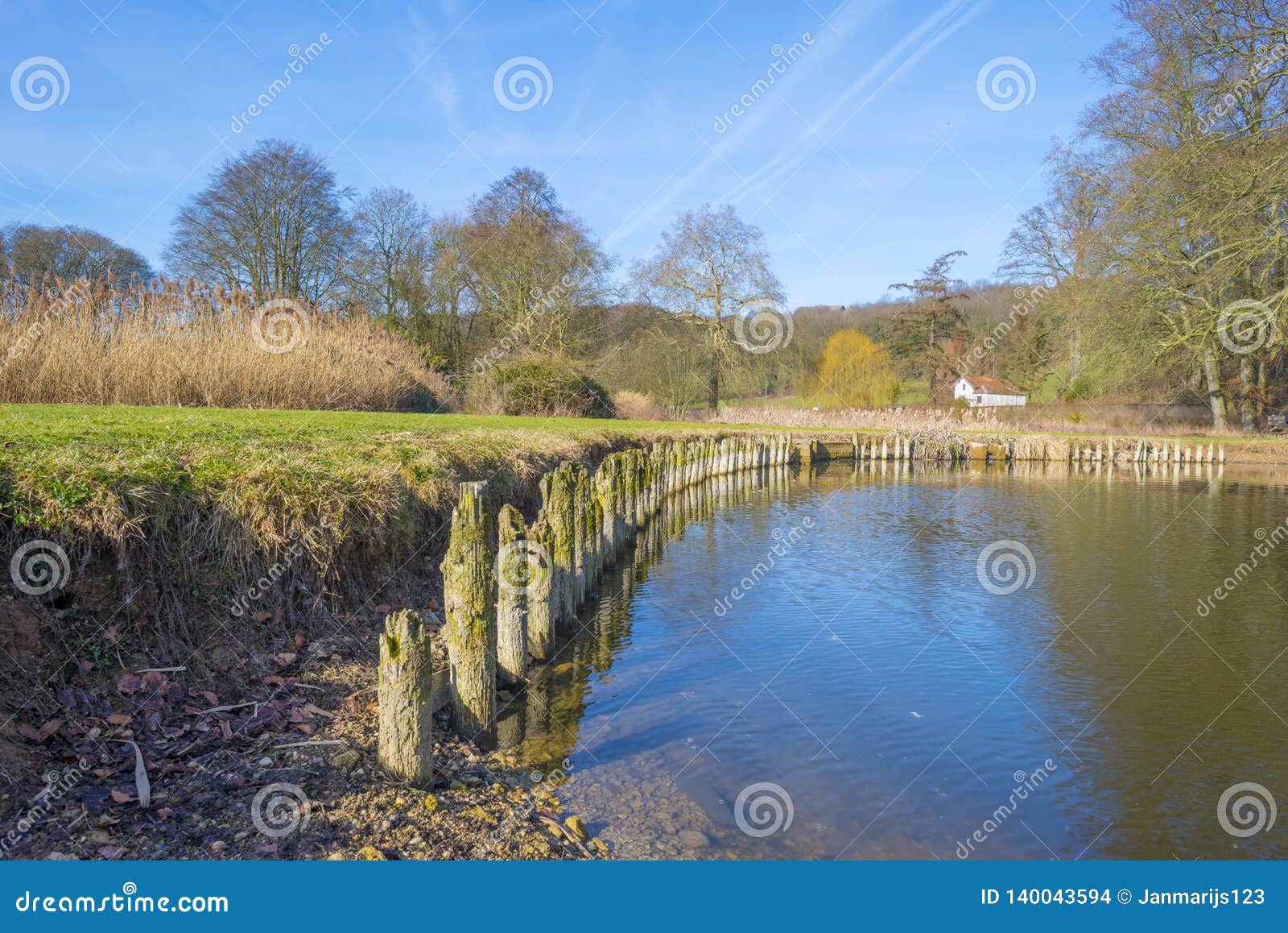 Reed Along the Edge of a Pond Along Trees Below a Blue Sky in Sunlight ...
