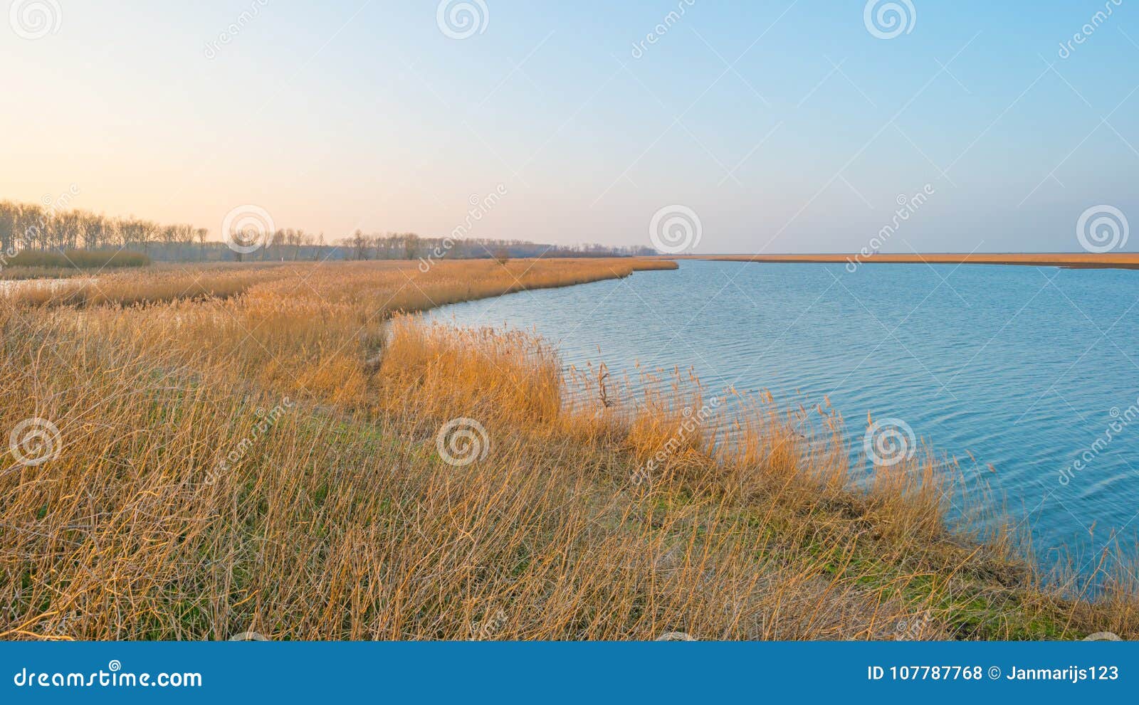 Reed Along a Pond at Sunset Stock Photo - Image of green, sunlight ...