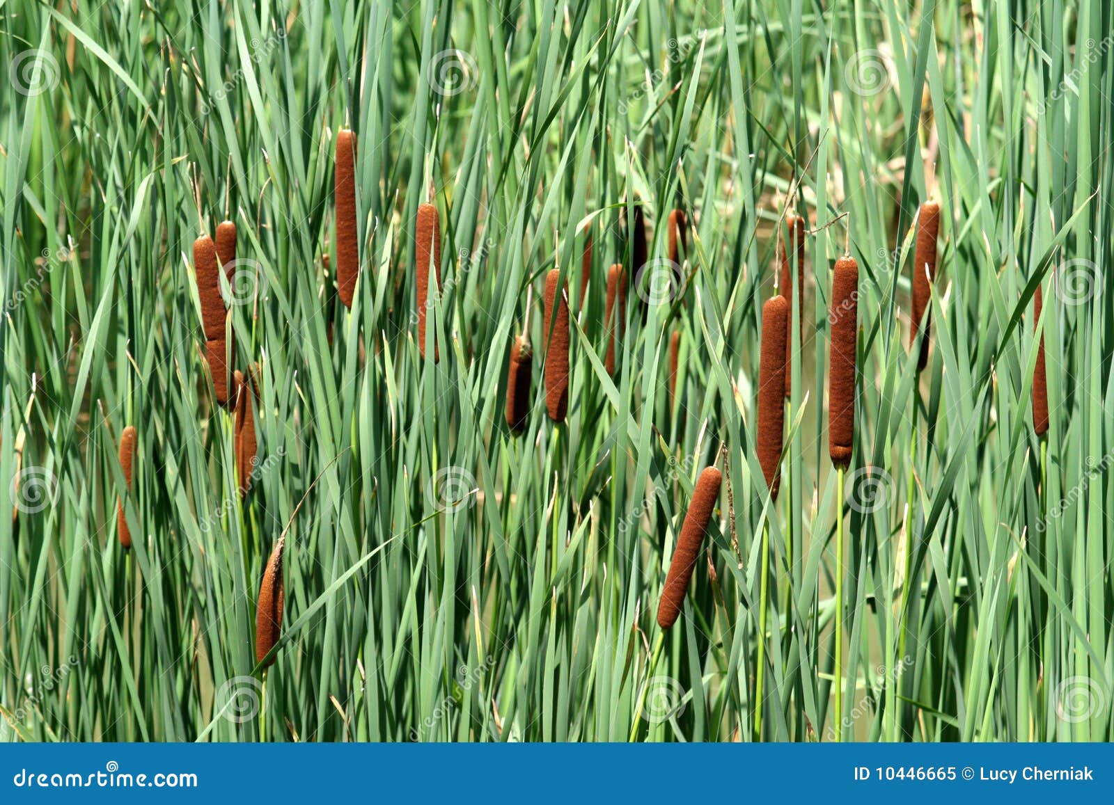 Reed as a Background stock image. Image of rush, reed - 10446665