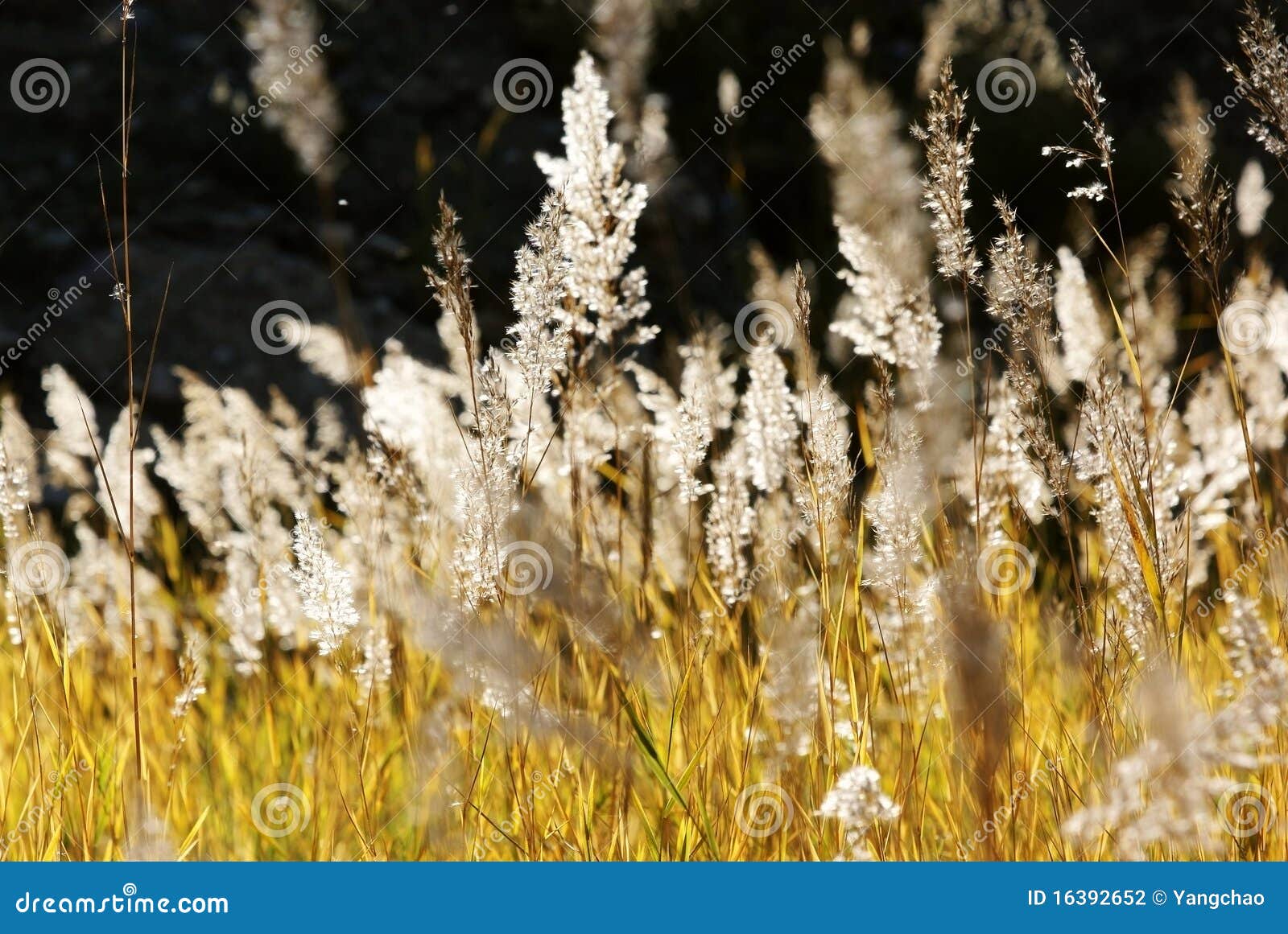 Reed in autumn stock photo. Image of fine, mature, sunny - 16392652