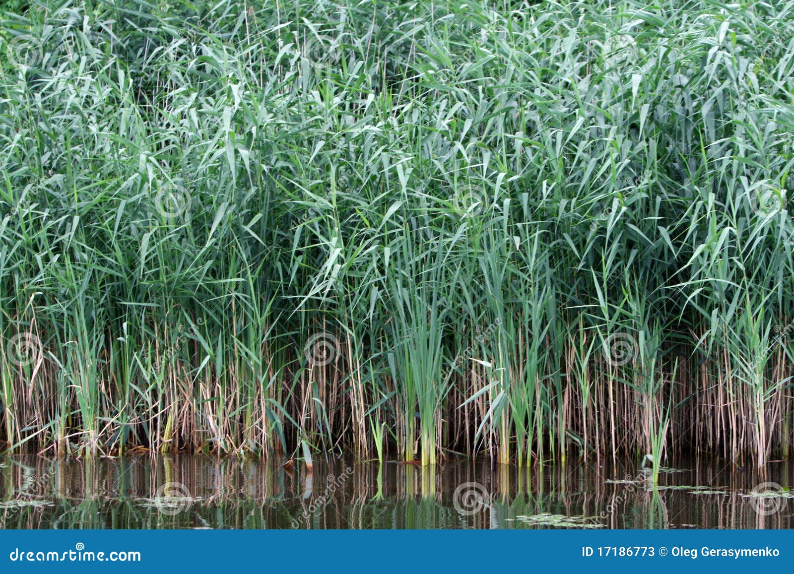 Reed background stock image. Image of landscape, river - 17186773