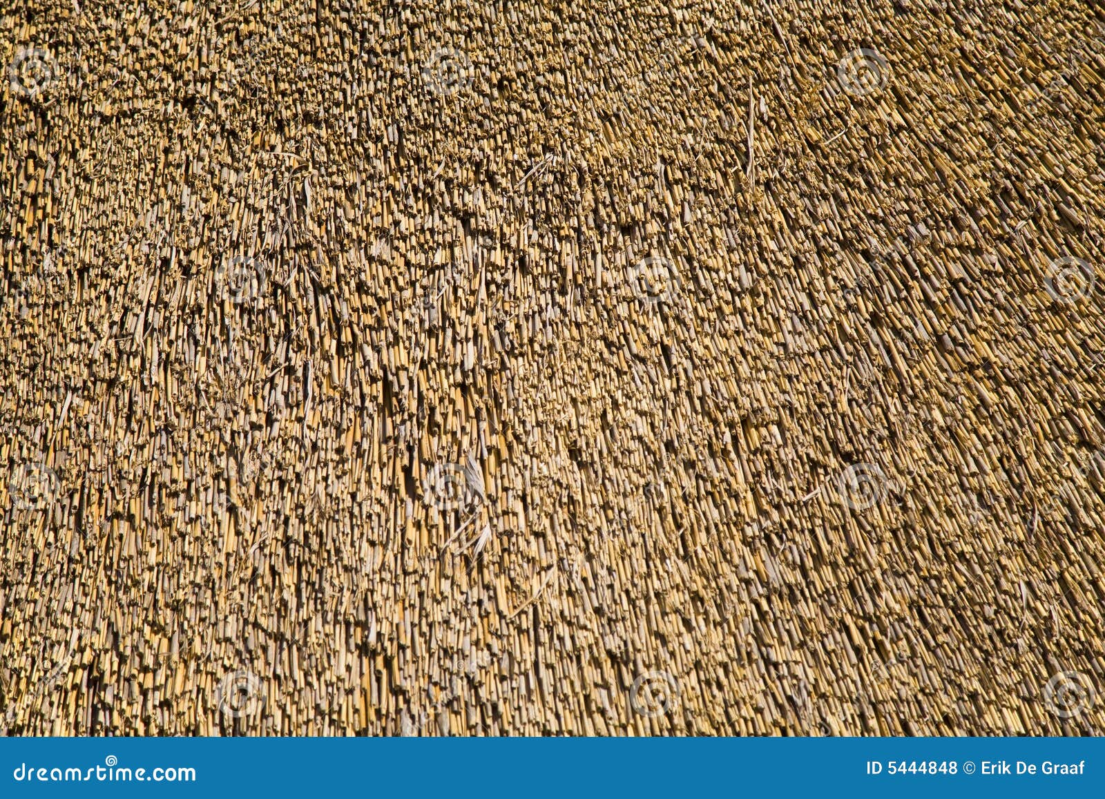 Reed background stock photo. Image of roof, farm, natural - 5444848