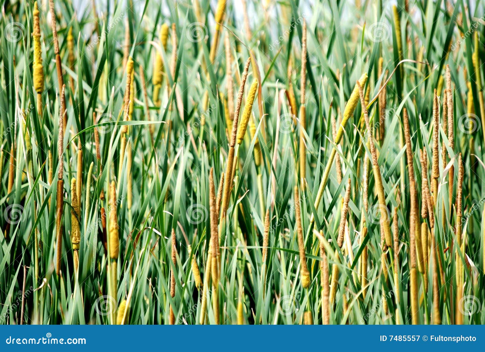 Reed background stock image. Image of bullrushes, pamper - 7485557