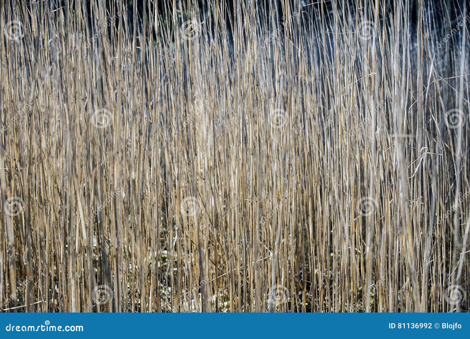 Reed Background photo stock. Image du herbe, centrale - 81136992