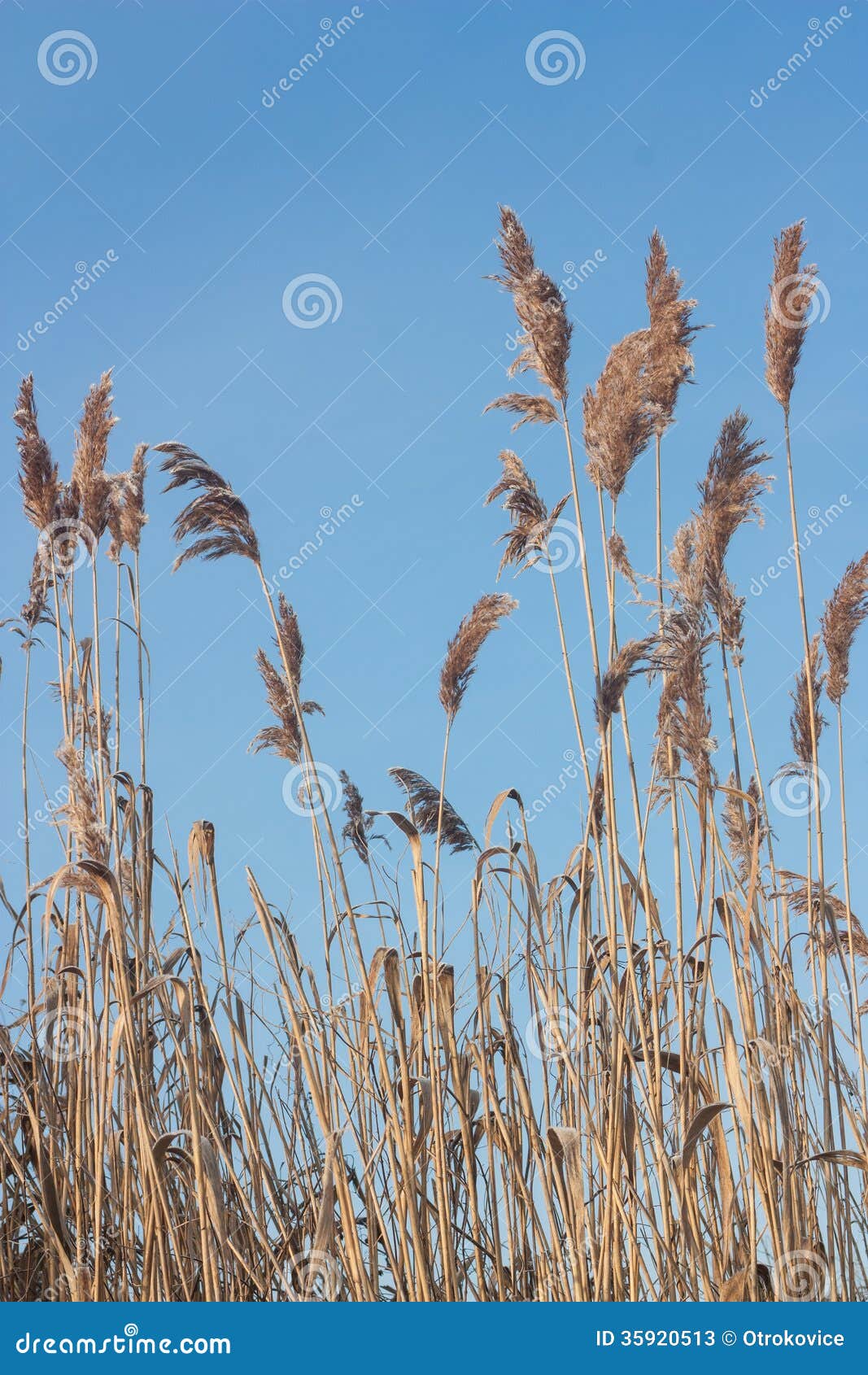 Reed stock image. Image of environment, reeds, background - 35920513