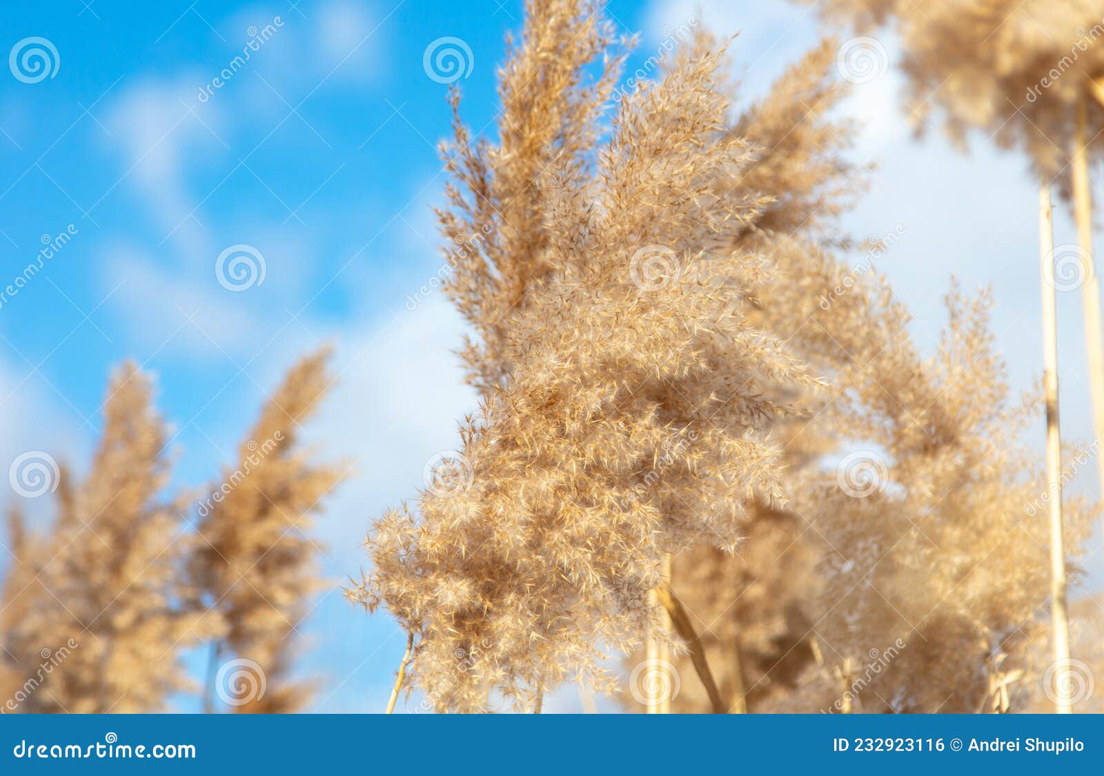 Reed on a Background of Blue Sky. Stock Photo - Image of blue, winter ...