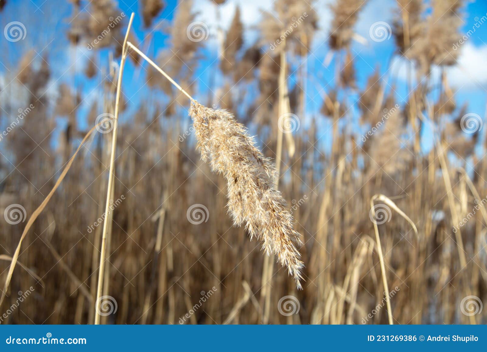 Reed on a Background of Blue Sky. Stock Photo - Image of grass ...
