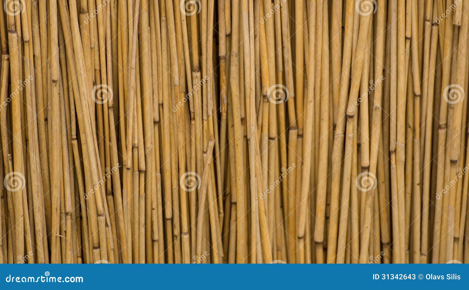 Reed Background stock image. Image of outdoor, reed, beauty - 31342643