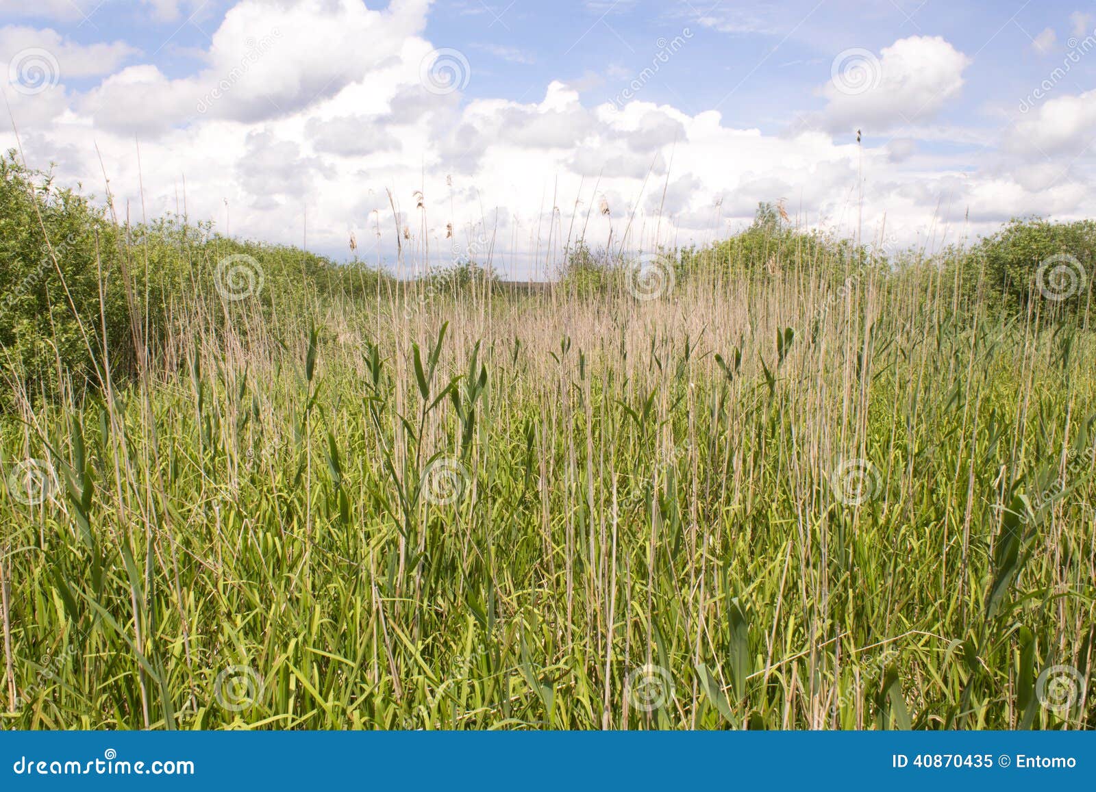 Reed background stock image. Image of cane, small, landscape - 40870435