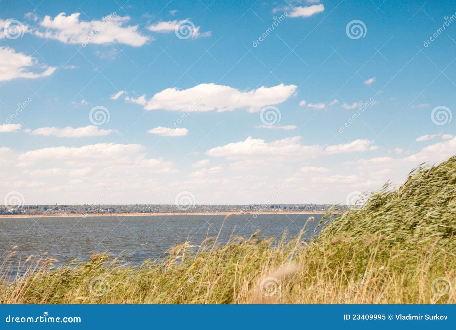 Reed on the bank stock image. Image of blue, sunshine - 23409995