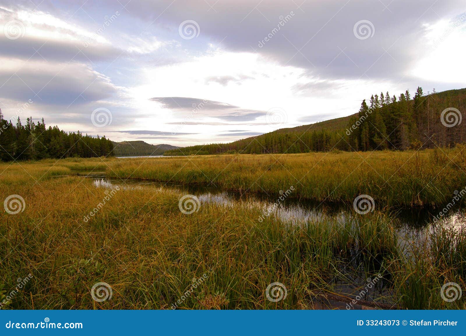 Reed bank stock image. Image of national, scenery, nature - 33243073