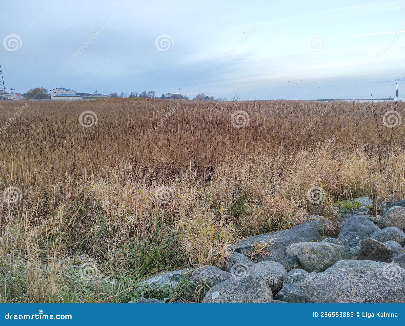 Reed at beach stock image. Image of reed, geology, wilderness - 236553885