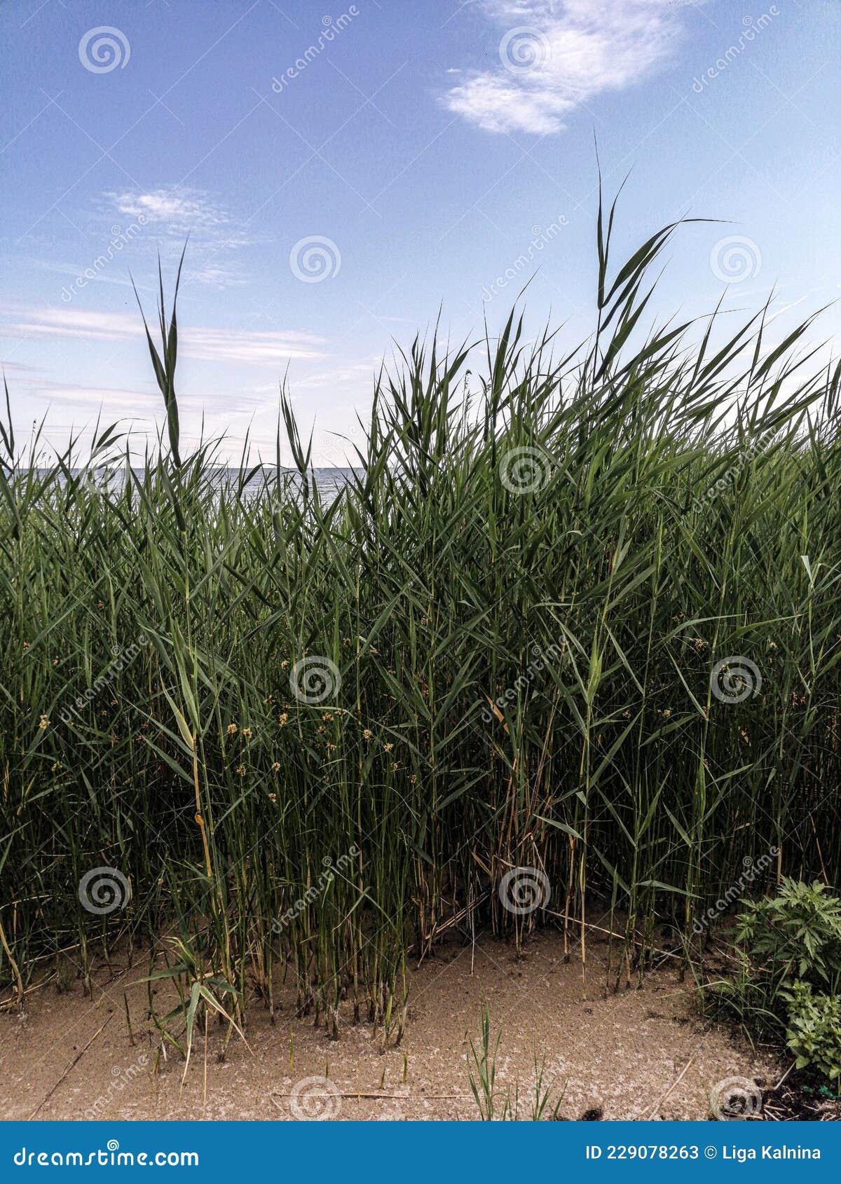 Reed on beach in summer stock image. Image of field - 229078263