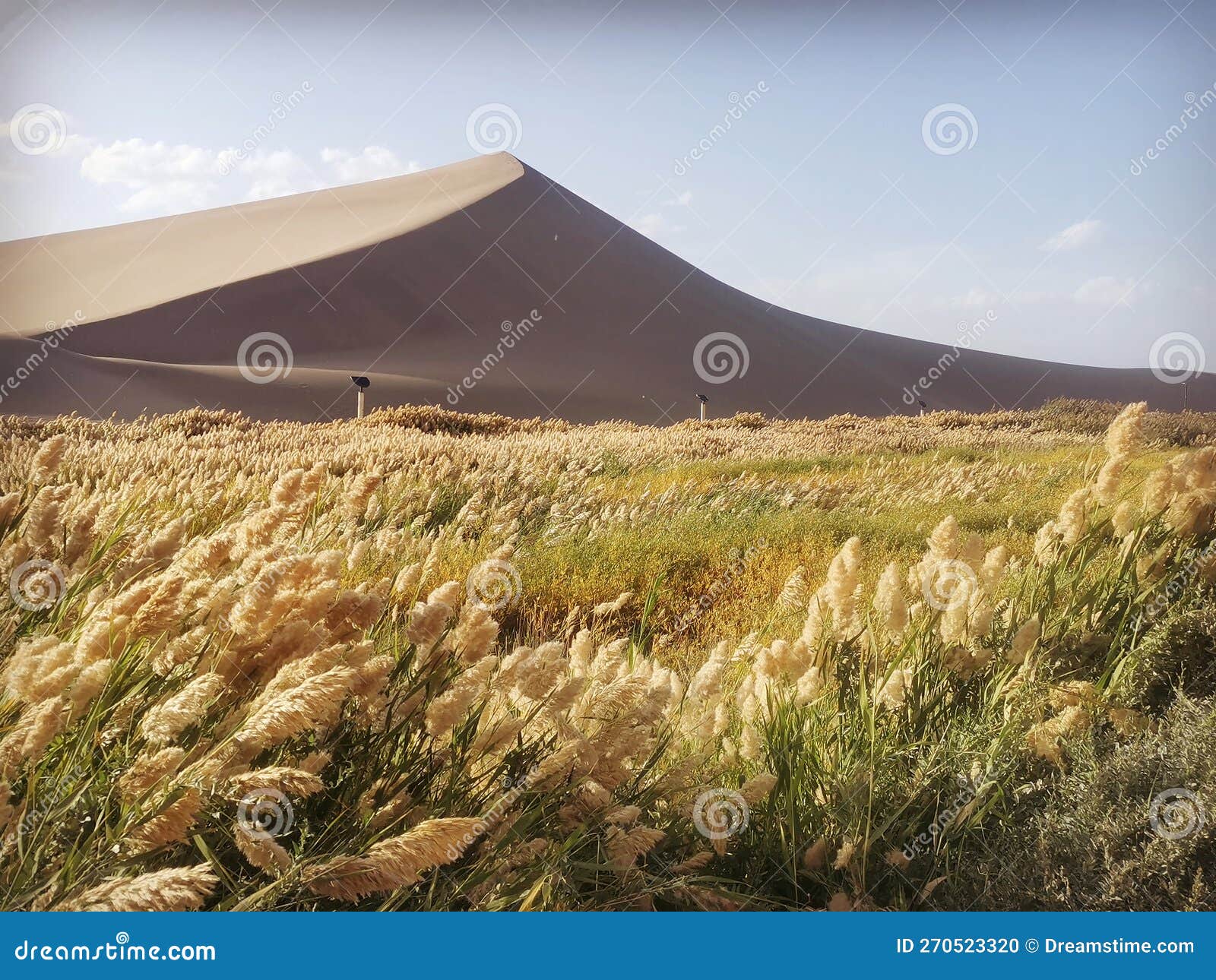 Reed stock photo. Image of hill, horizon, plateau, mountain - 270523320