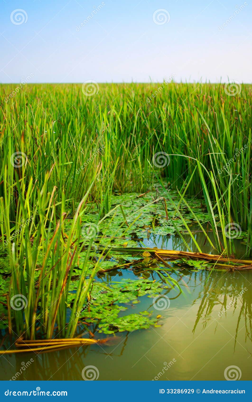 Reed bed on Danube Delta stock image. Image of area, plant - 33286929
