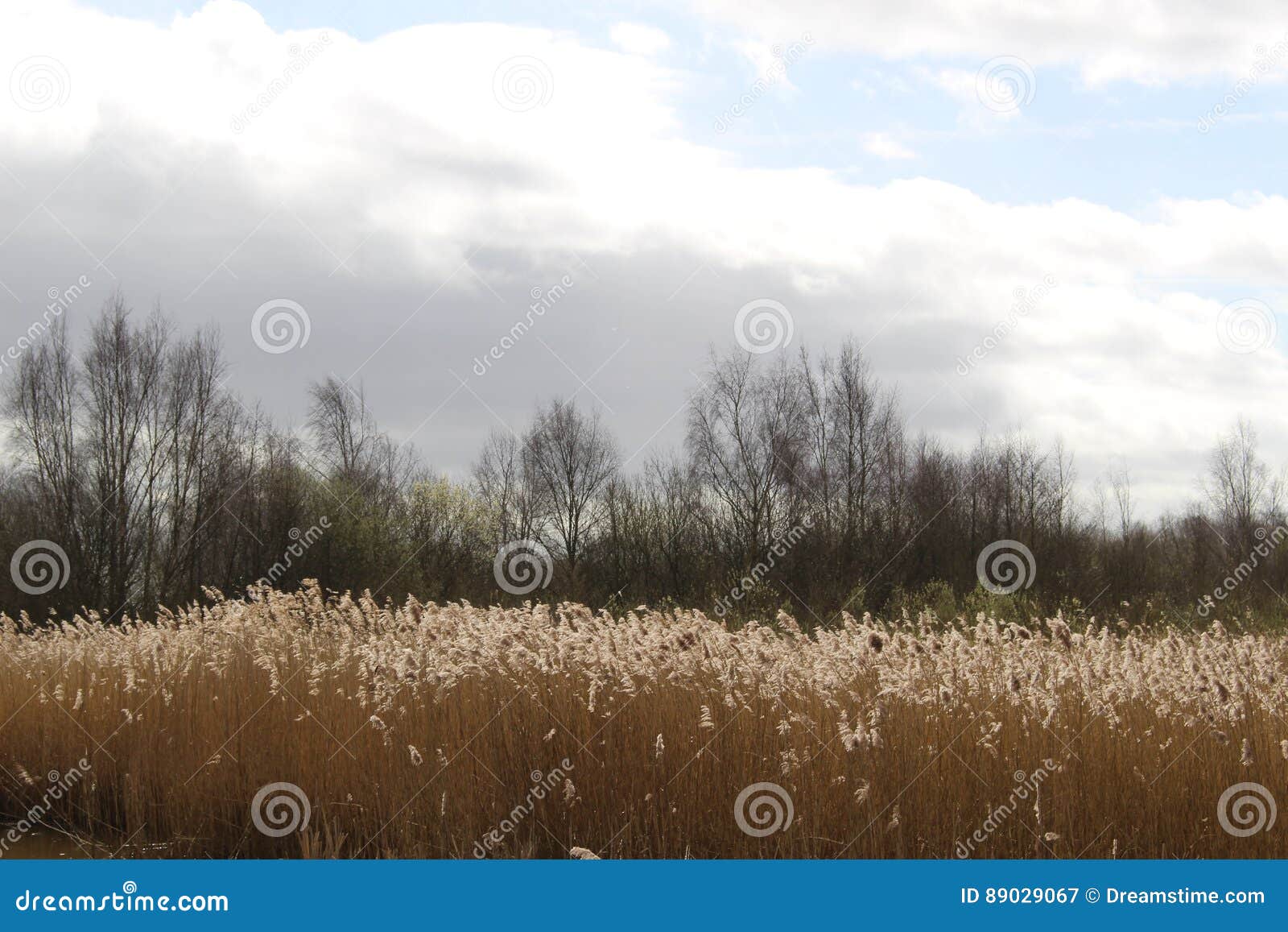 Reed Bed by Middleton Lakes Stock Image - Image of reeds, lakes: 89029067