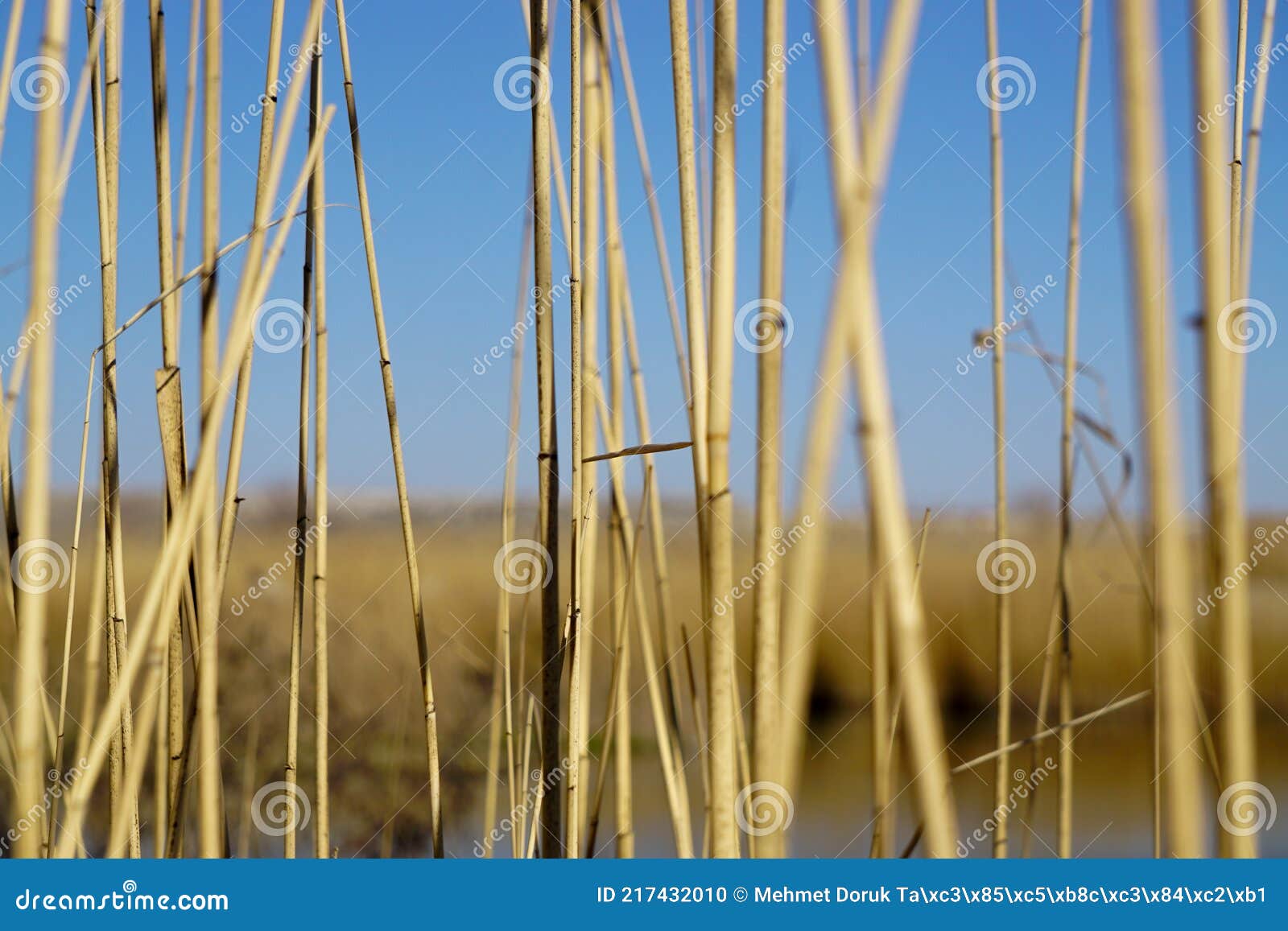Reed Bed Template Texture Background Stock Photo - Image of season ...