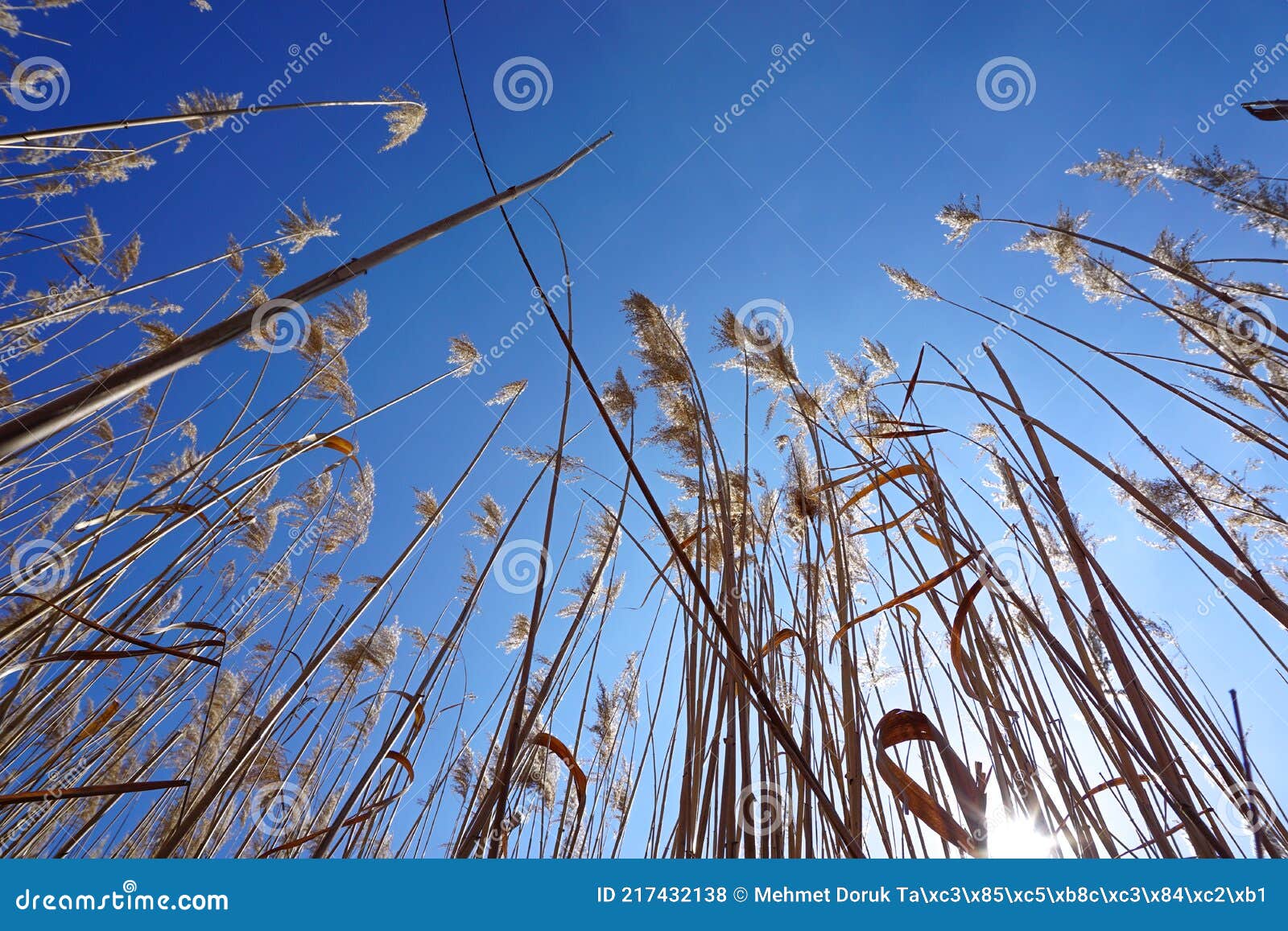 Reed Bed Template Texture Background Stock Photo - Image of plant ...