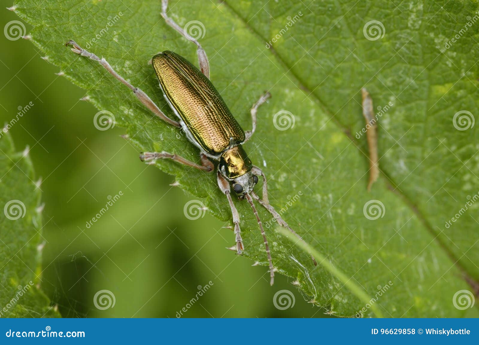 Reed Beetle stock photo. Image of simplex, somerset, britain - 96629858
