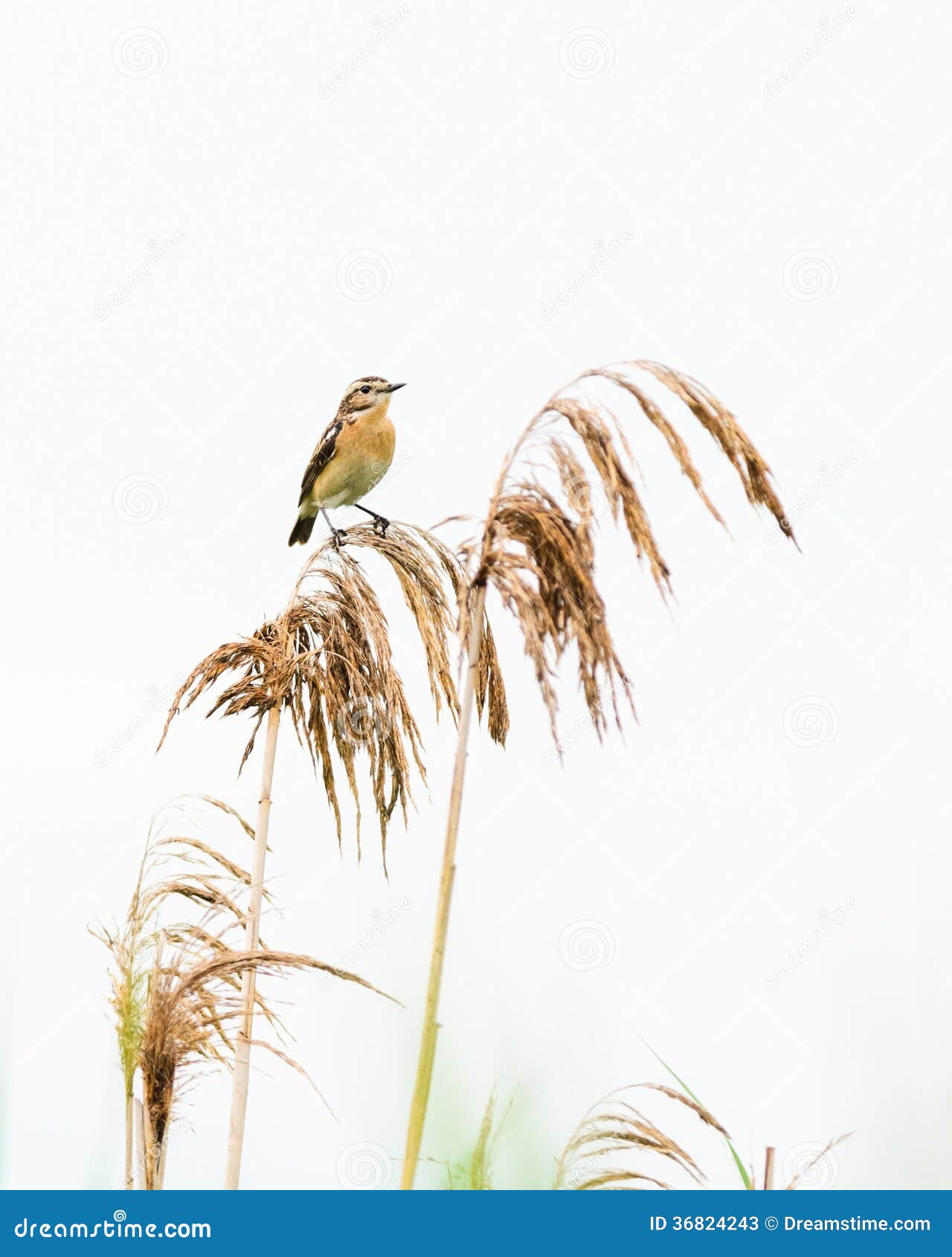 Reed bird stock image. Image of birdsong, early, animals - 36824243