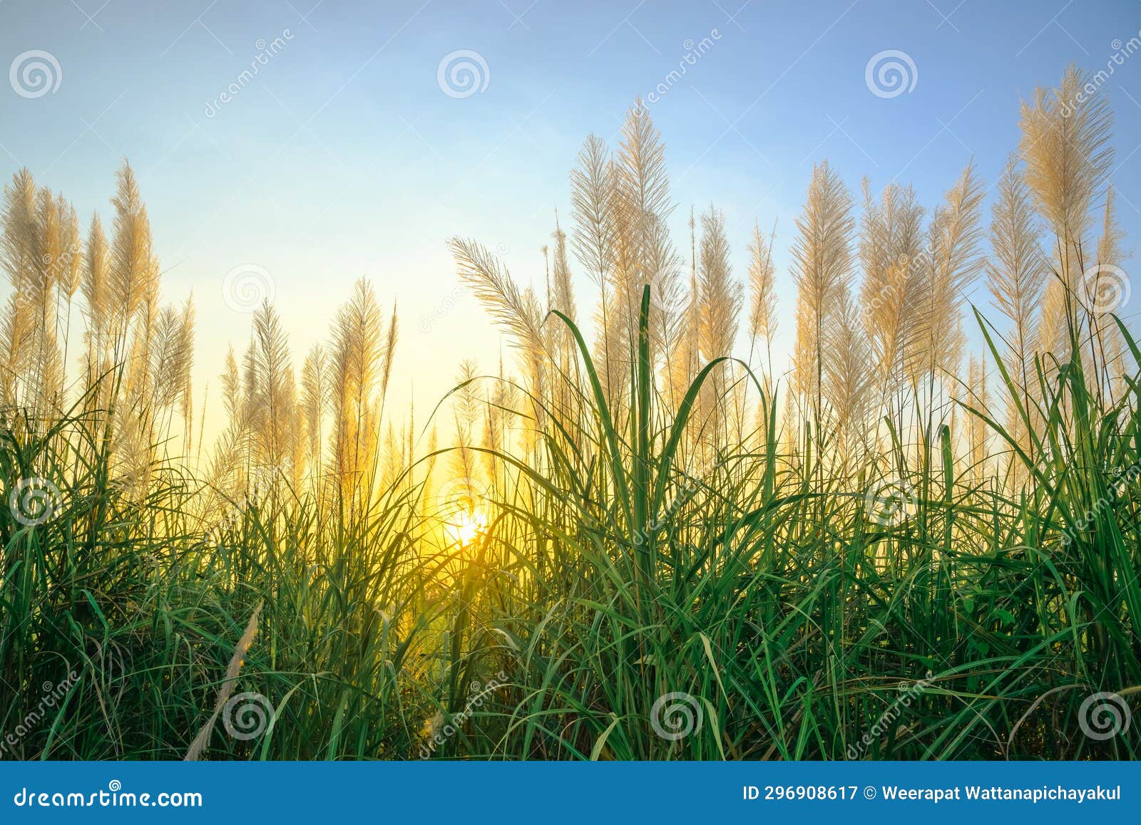 Reed blooming at sunset stock image. Image of evening - 296908617