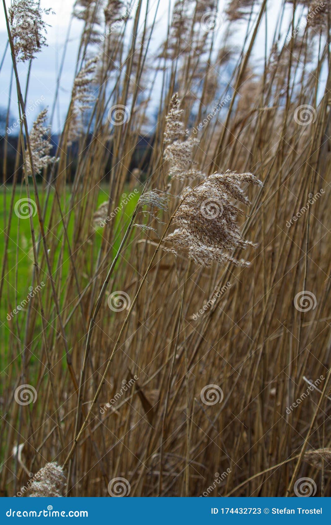 Reed Blossom in Spring Wind, Blurred Background Stock Image - Image of ...