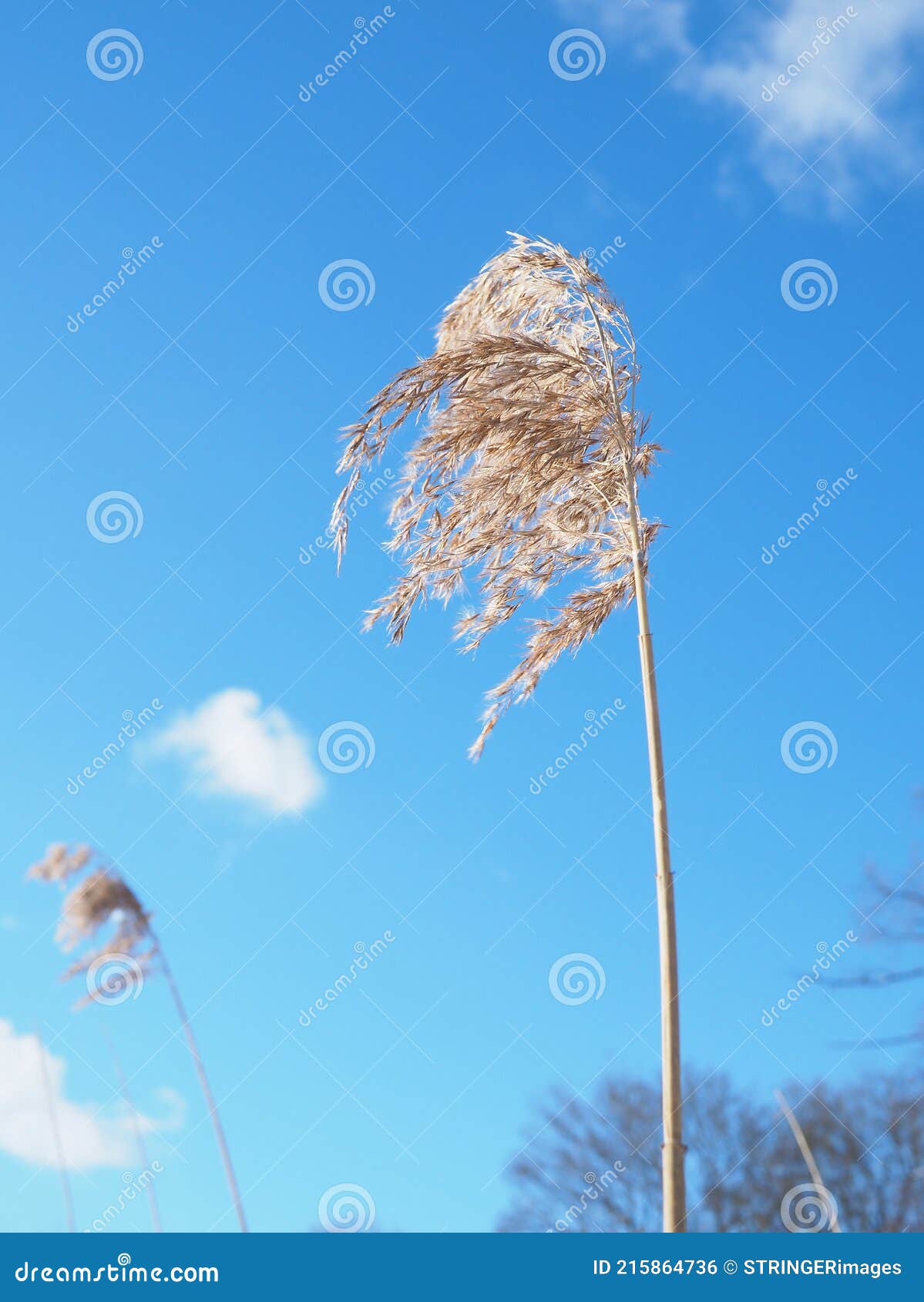 Reed Blowing in the Wind Under Blue Sky Stock Photo - Image of cold ...
