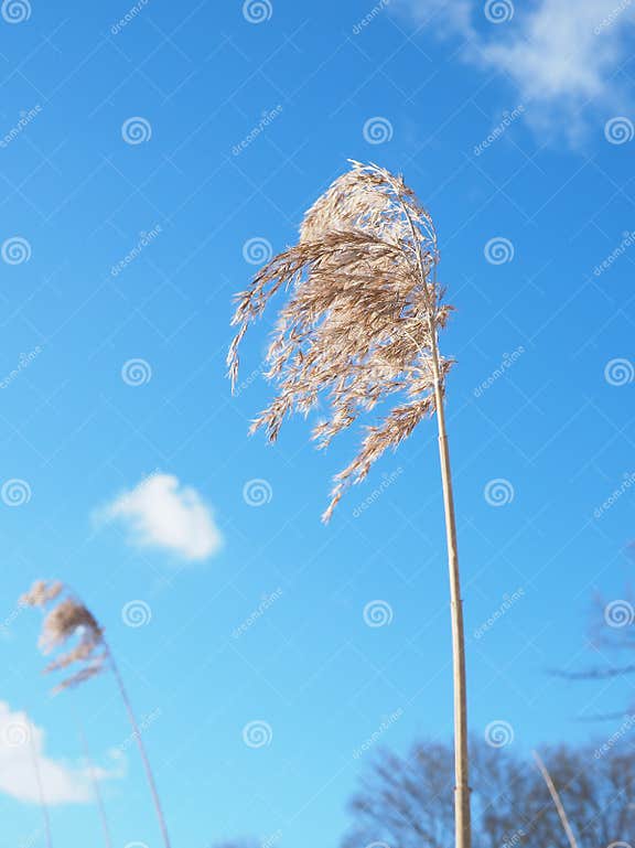 Reed Blowing in the Wind Under Blue Sky Stock Photo - Image of cold ...