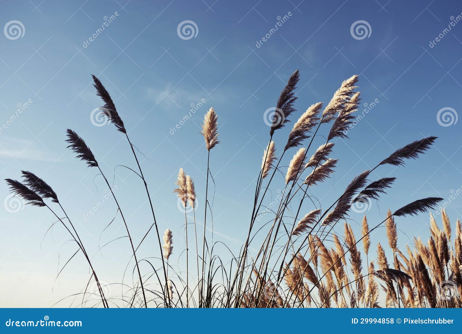 Reed stock photo. Image of reed, plant, nature, grass - 29994858