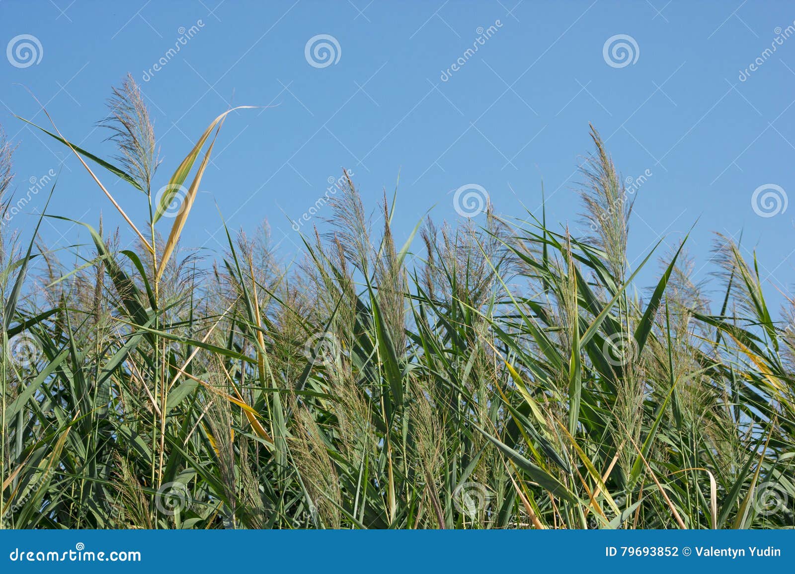 Reed and blue sky stock photo. Image of scene, outdoor - 79693852