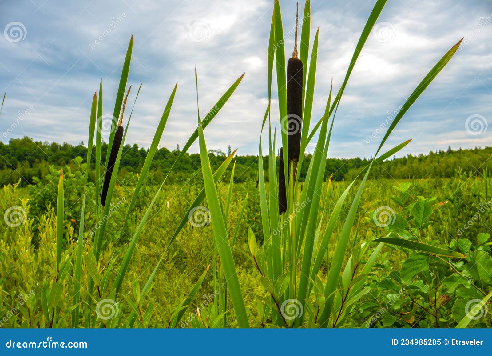 Reed with bulrush at a bog stock image. Image of botany - 234985205
