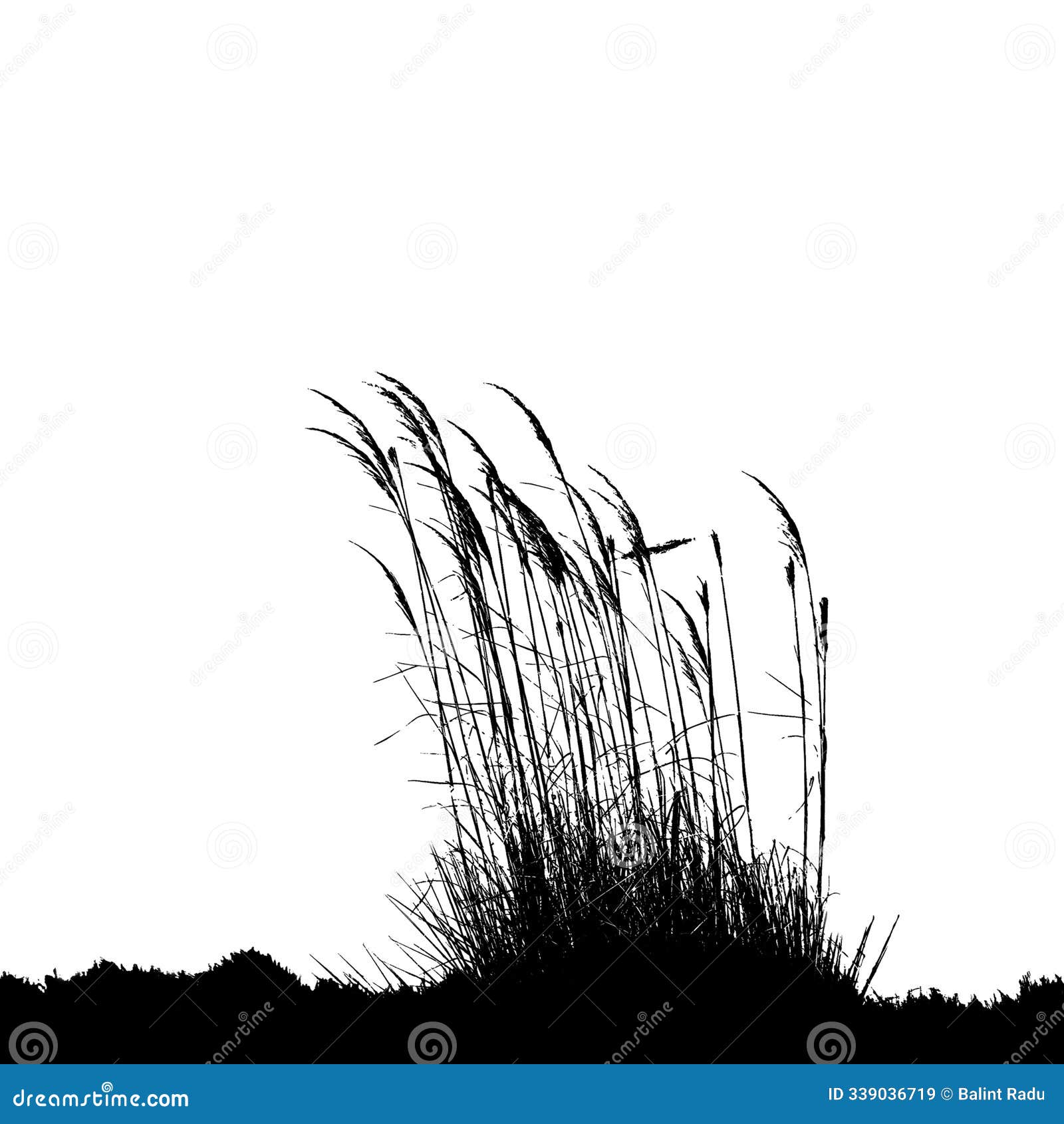 Reed Or Bulrush Silhouette On A White Background Vector Illustration ...