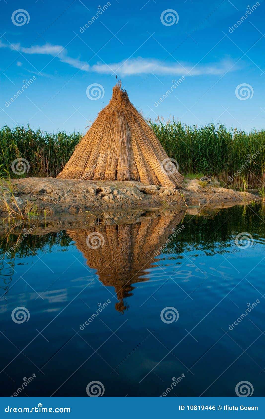 Reed Bundles stock photo. Image of water, material, blue - 10819446