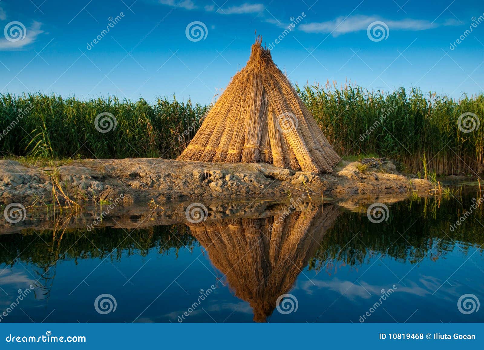 Reed Bundles stock photo. Image of nature, landscape - 10819468