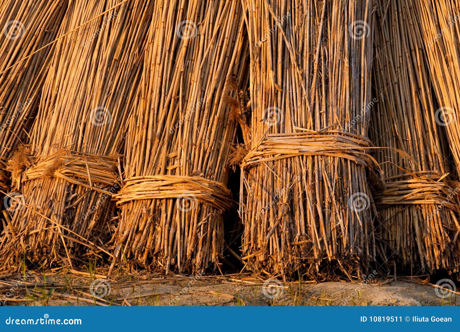 Reed Bundles stock image. Image of water, reed, reflection - 10819511