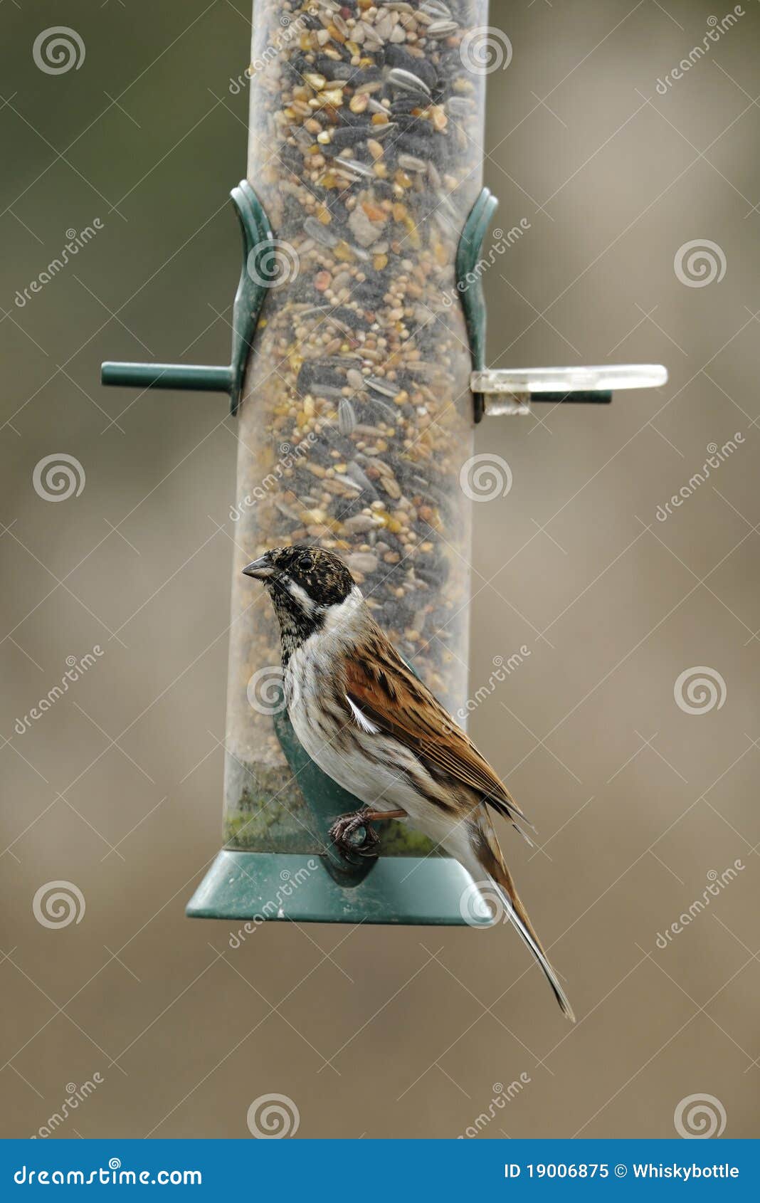 Reed Bunting on feeder stock image. Image of wildlife - 19006875