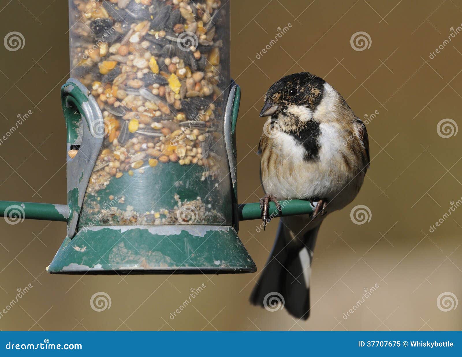 Reed Bunting on feeder stock image. Image of schoeniclus - 37707675